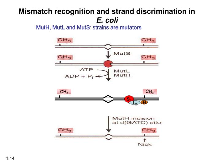 PPT - Lecture 1 DNA damage. Damage Reversal. Base excision repair ...