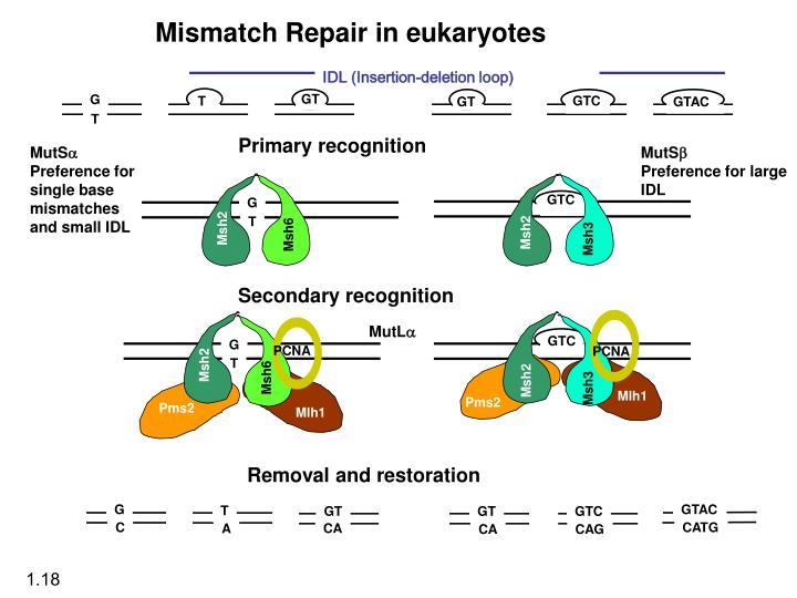 PPT - Lecture 1 DNA damage. Damage Reversal. Base excision repair ...