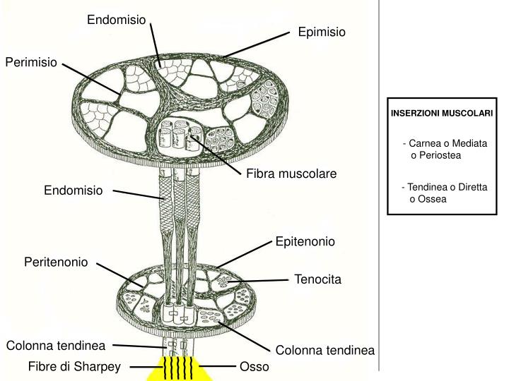 PPT - FUNZIONI DEL PERIOSTIO PowerPoint Presentation - ID:5601083