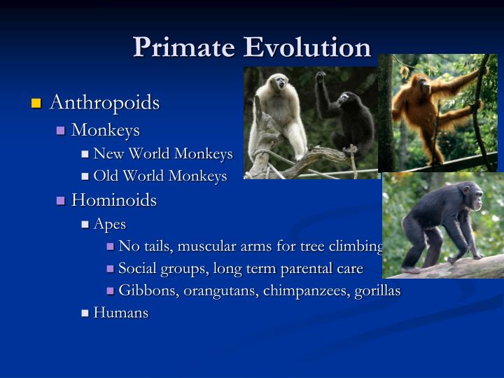 PPT - 16.1 Primate Evolution PowerPoint Presentation - ID:5601365