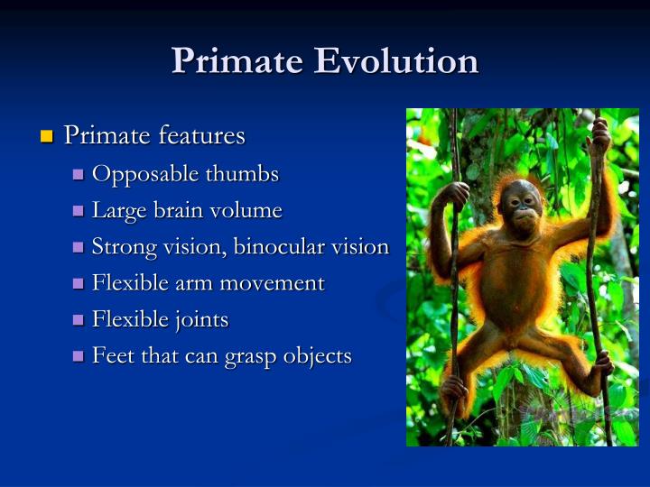 PPT - 16.1 Primate Evolution PowerPoint Presentation - ID:5601365
