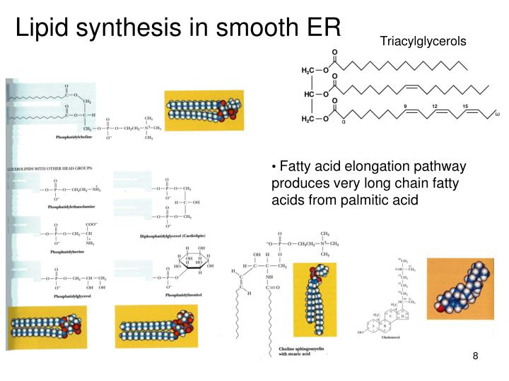 PPT - Biochemistry of cellular organelles PowerPoint Presentation - ID ...