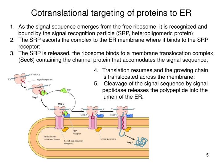 PPT - Biochemistry of cellular organelles PowerPoint Presentation - ID ...