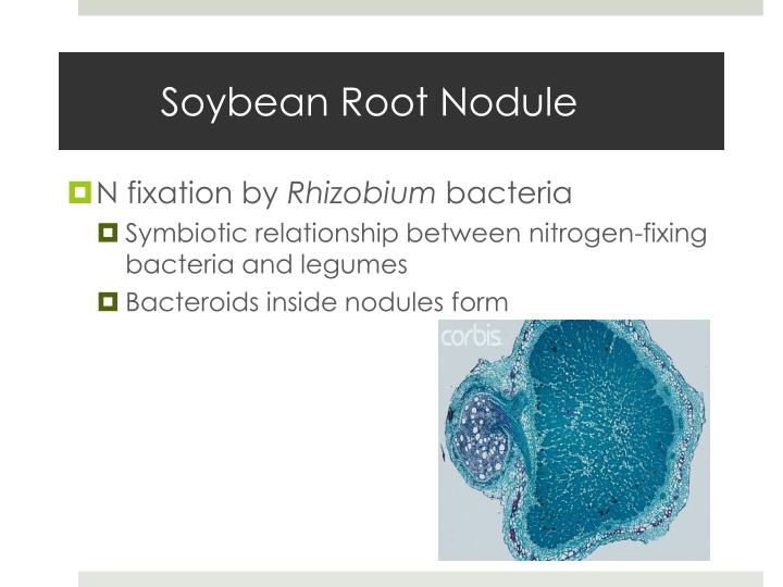 PPT - Plant Nutrition PowerPoint Presentation - ID:5601897