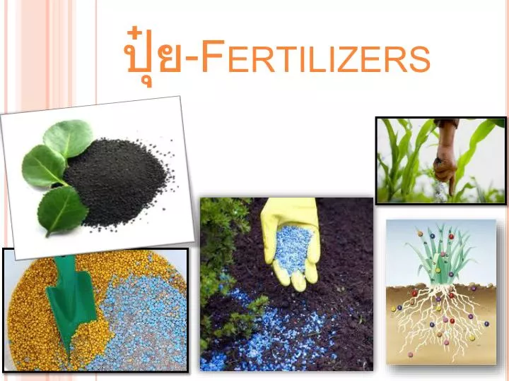 PPT - ปุ๋ย -Fertilizers PowerPoint Presentation, free download - ID:5601957