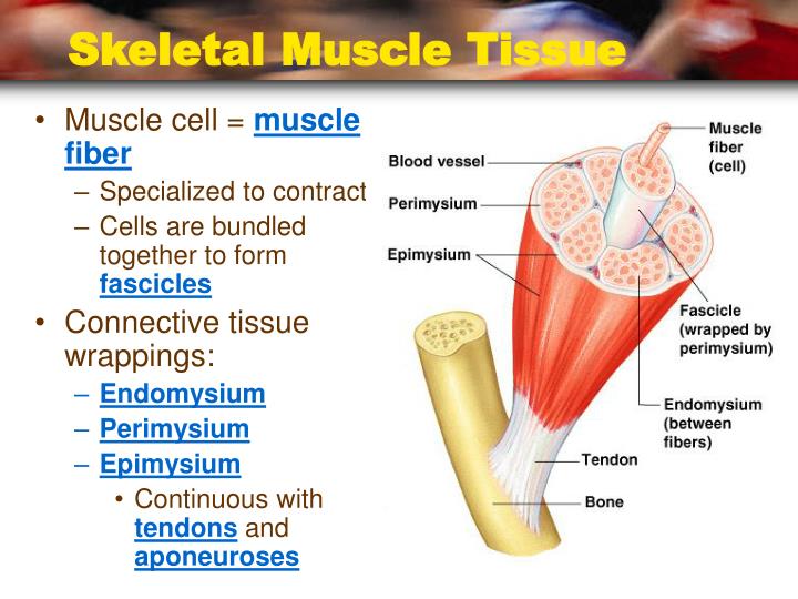 PPT - Muscle Tissue & Basic Muscle Anatomy PowerPoint Presentation - ID ...