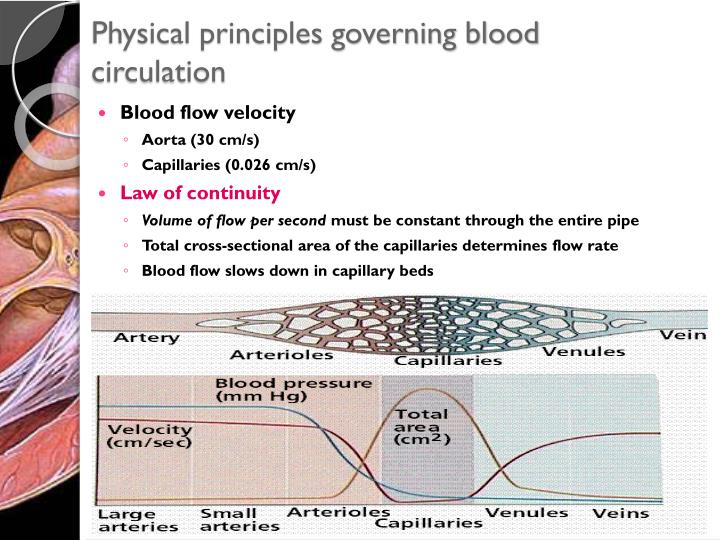 PPT - Human Circulation PowerPoint Presentation - ID:5603803