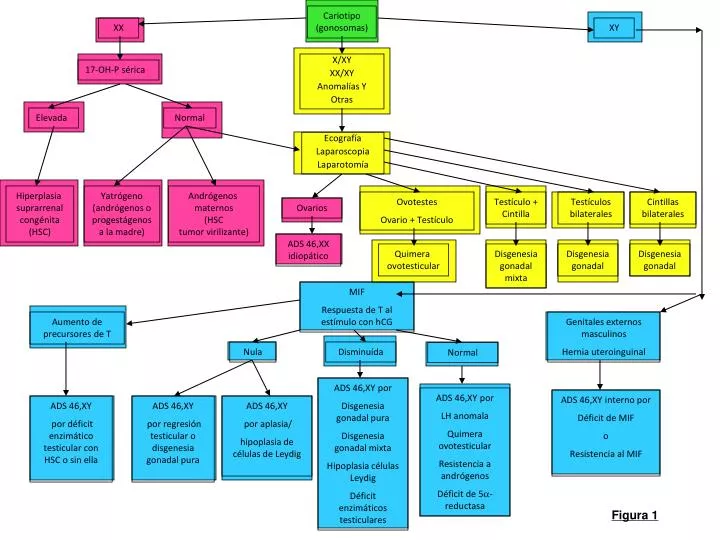 PPT - Cariotipo (gonosomas) PowerPoint Presentation, free download - ID ...