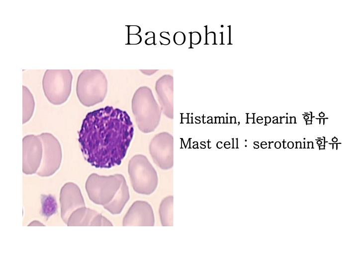 PPT - Routine body fluid examination PowerPoint Presentation - ID:5604093