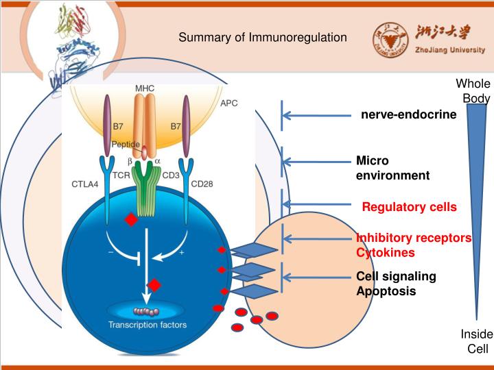 PPT - 免疫调节 （ Immunoregulation ） PowerPoint Presentation - ID:5604179