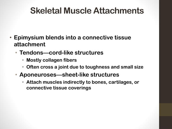 PPT - The Muscular System PowerPoint Presentation - ID:5604580