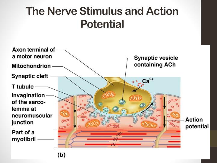 PPT - The Muscular System PowerPoint Presentation - ID:5604580