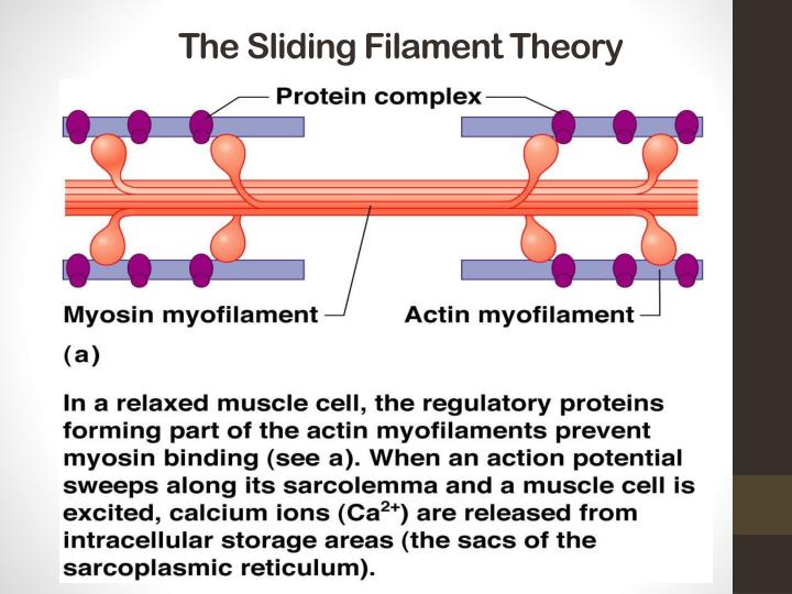 PPT - The Muscular System PowerPoint Presentation - ID:5604580