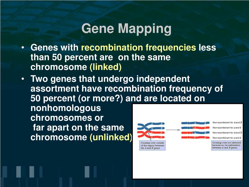Ppt Gene Linkage And Genetic Mapping Powerpoint Presentation Free