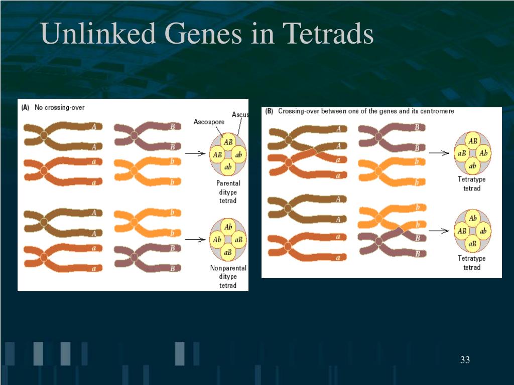 Ppt Genetic Linkage And Chromosome Mapping Powerpoint Presentation 55d