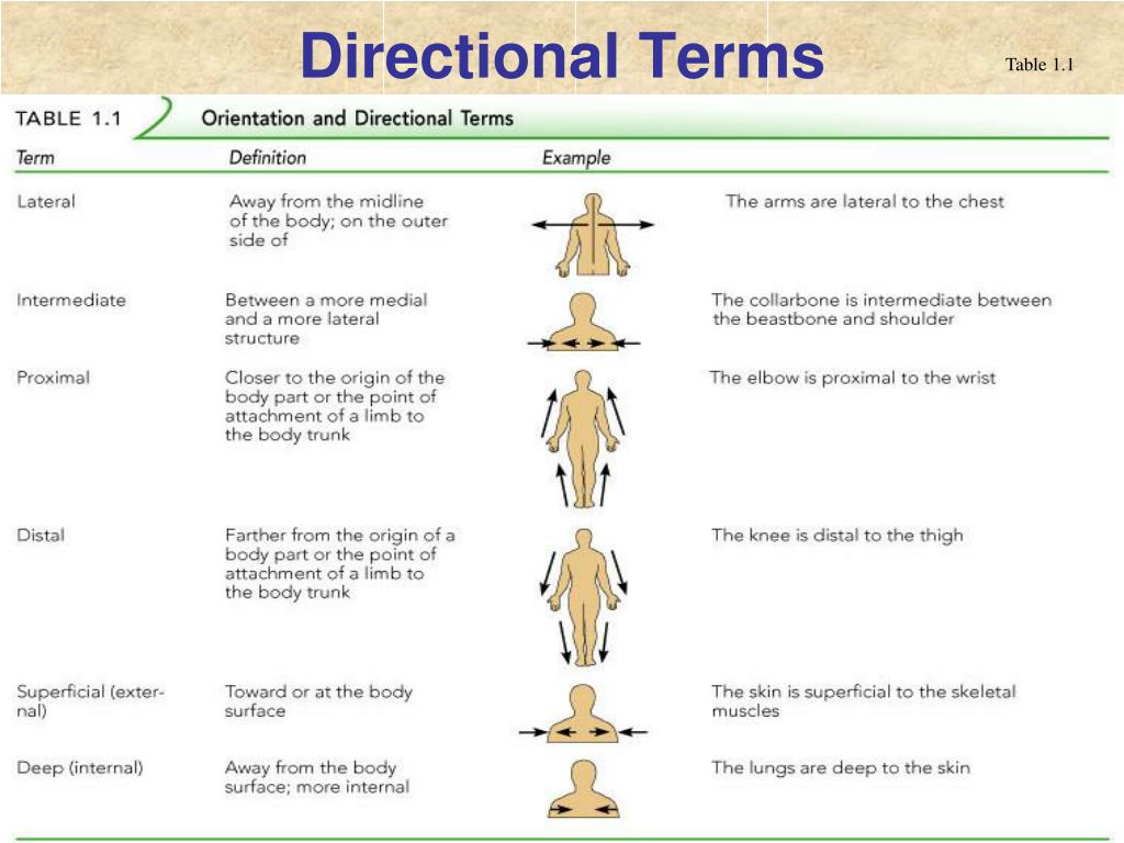 PPT The Human Body Anatomical Regions Directions And Body Cavities