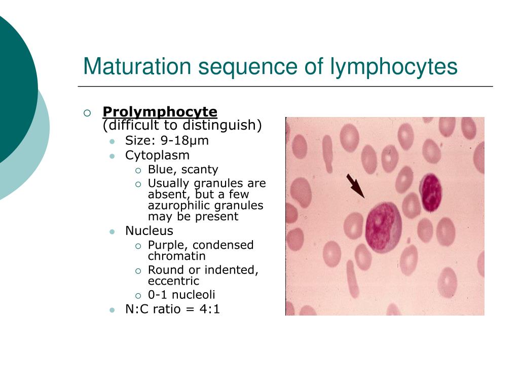 PPT - MLAB 1315- Hematology Keri Brophy-Martinez PowerPoint ...