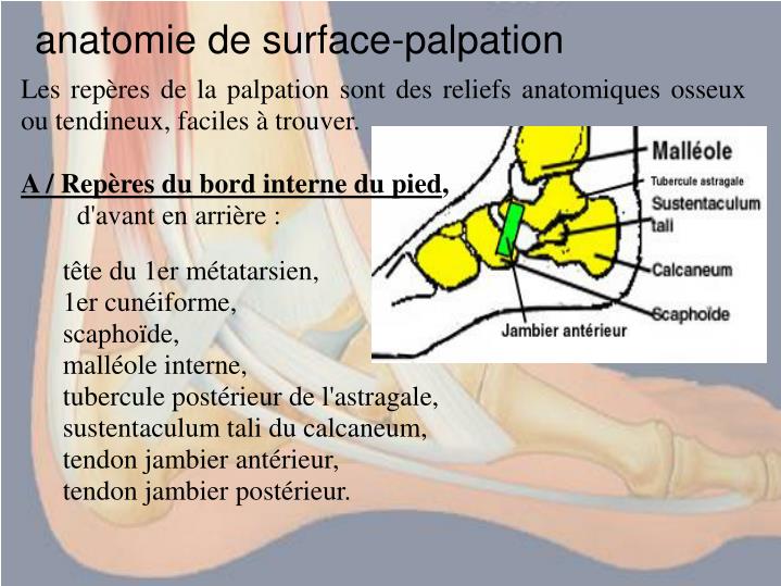 PPT - Examen de la cheville PowerPoint Presentation - ID:5605701