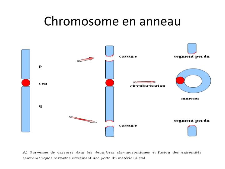PPT - Université d’Alger-Faculté de Médecine et de Médecine Dentaire ...