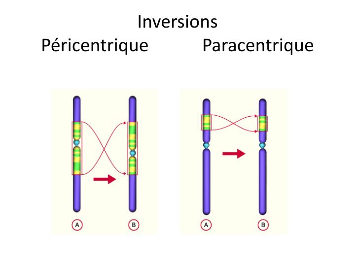 PPT - Université d’Alger-Faculté de Médecine et de Médecine Dentaire ...