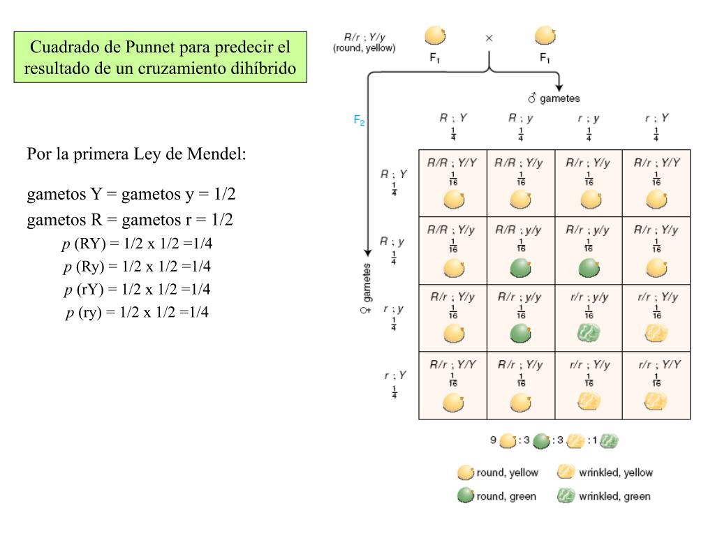 PPT - Existen diferentes patrones de herencia según las posibles ...