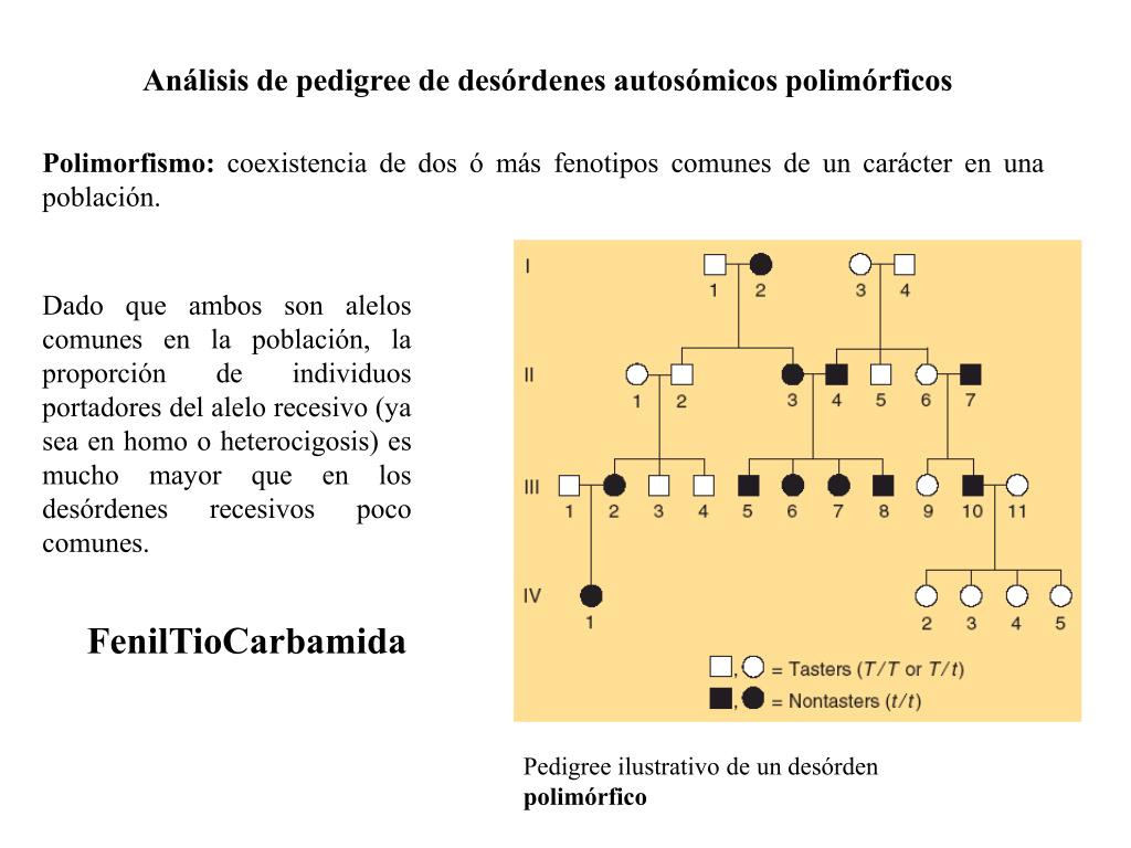 PPT - Existen diferentes patrones de herencia según las posibles ...