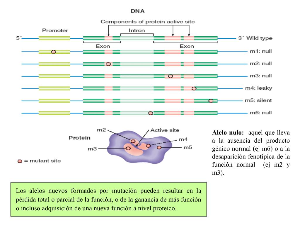 PPT - Existen diferentes patrones de herencia según las posibles ...