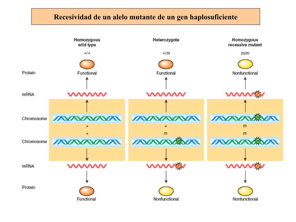 PPT - Existen diferentes patrones de herencia según las posibles ...