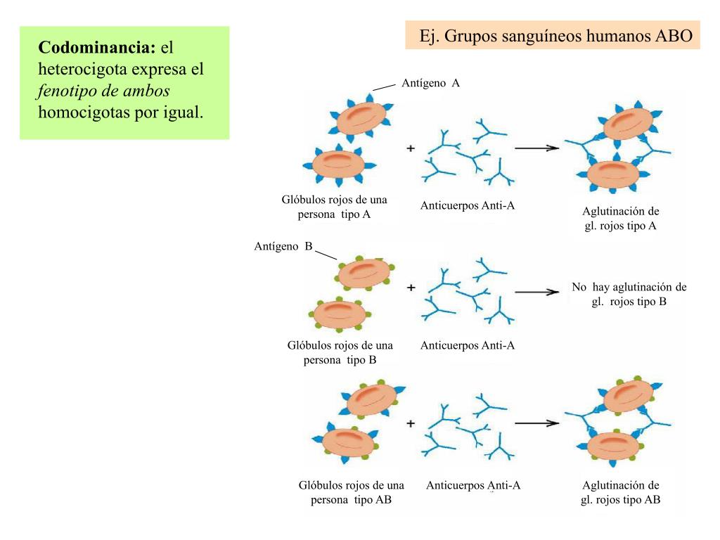 PPT - Existen diferentes patrones de herencia según las posibles ...