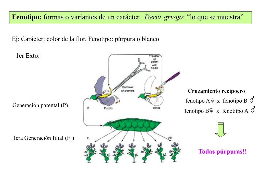 PPT - Existen diferentes patrones de herencia según las posibles ...