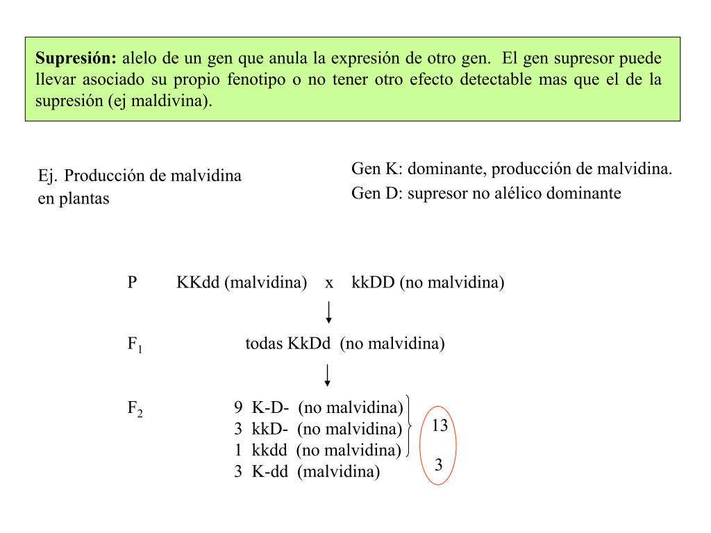 PPT - Existen diferentes patrones de herencia según las posibles ...