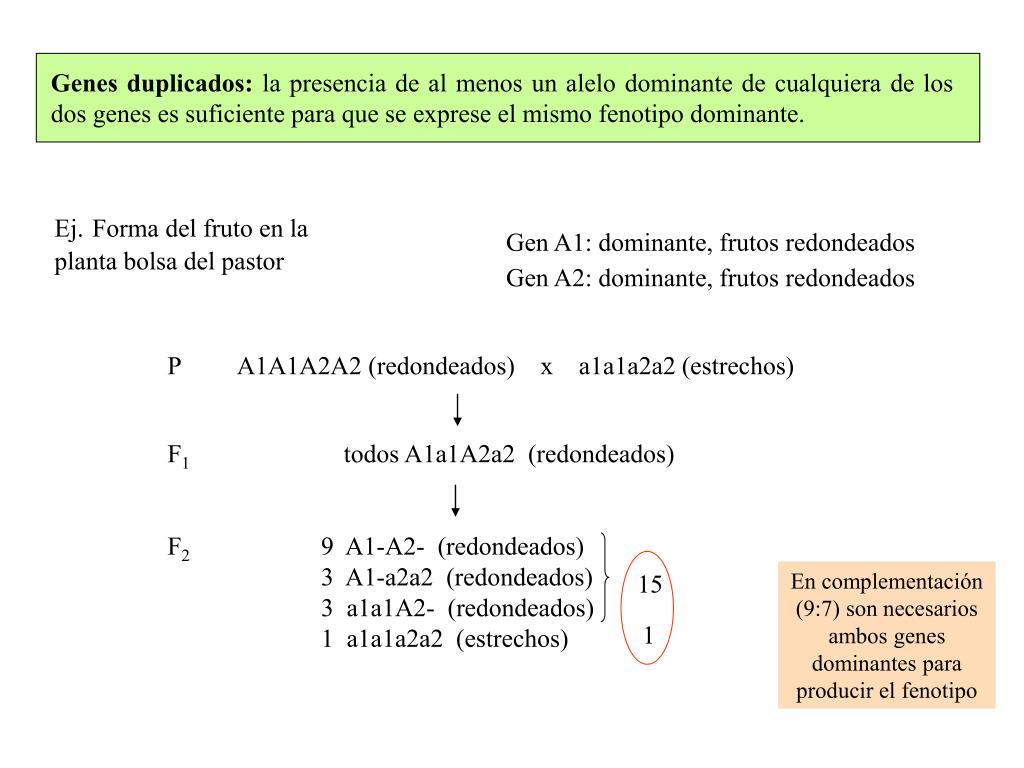 PPT - Existen diferentes patrones de herencia según las posibles ...