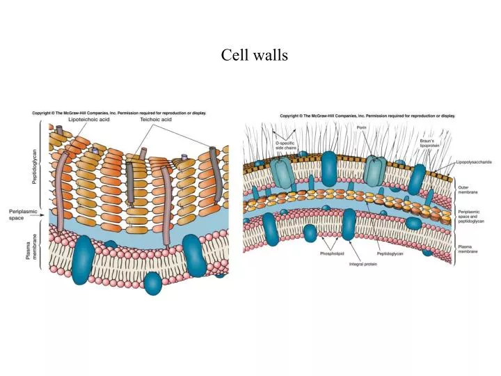 PPT - Cell walls PowerPoint Presentation, free download - ID:5608132