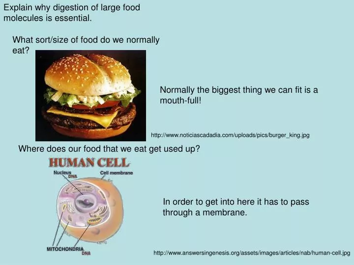 PPT - Explain why digestion of large food molecules is essential ...