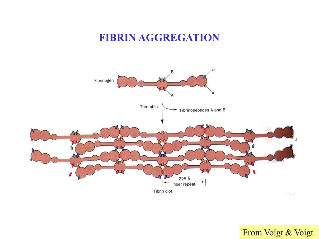 PPT - Clinical Aspects of Biochemistry Proteins and Disease Blood ...