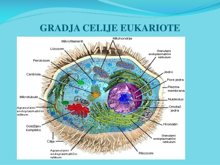 PPT - GRADJA CELIJE EUKARIOTE PowerPoint Presentation - ID:5610576