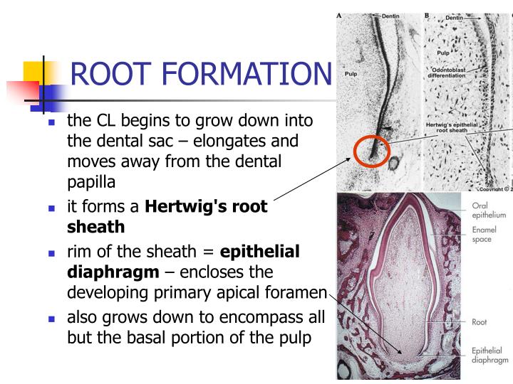 PPT - Tooth Development Odontogenesis PowerPoint Presentation - ID:5613003