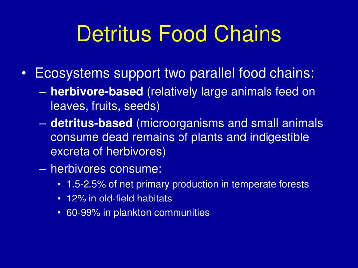 PPT - Ecosystem Energetics PowerPoint Presentation - ID:5613880