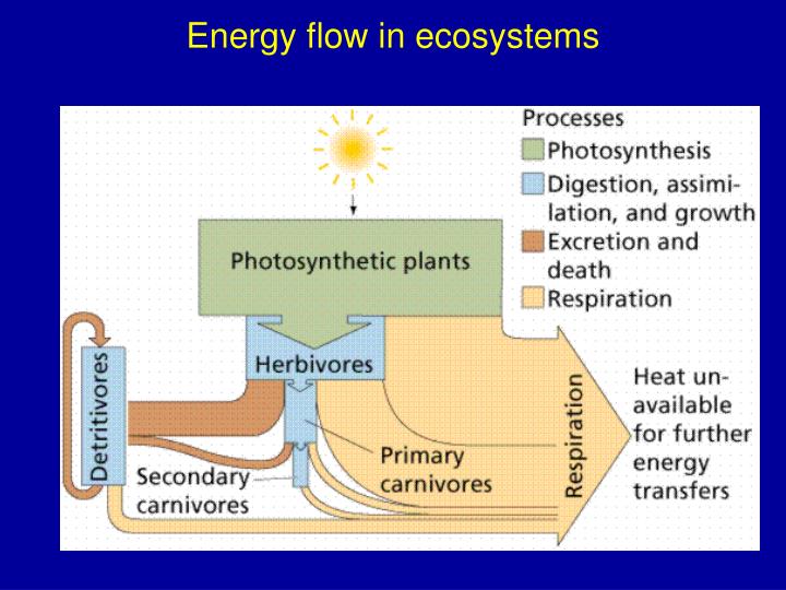 PPT - Ecosystem Energetics PowerPoint Presentation - ID:5613880
