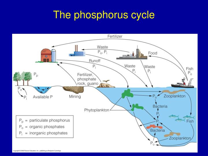 PPT - Ecosystem Energetics PowerPoint Presentation - ID:5613880