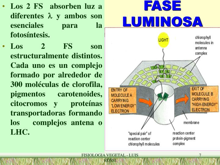 PPT - FOTOSINTESIS PowerPoint Presentation - ID:5614135