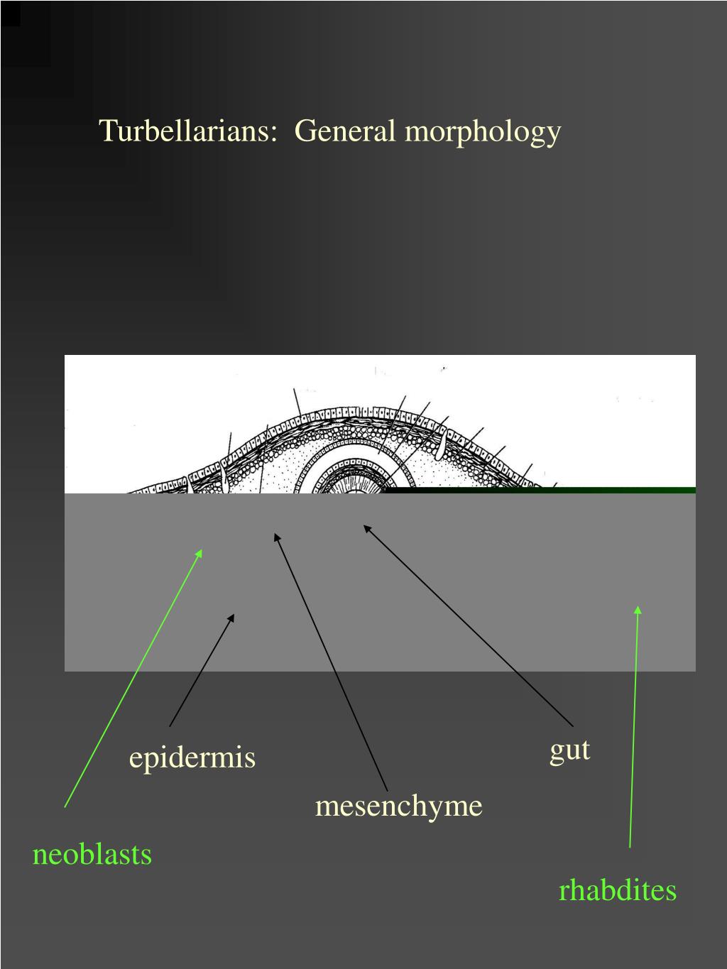 PPT - Phylum Porifera (sponges) Cnidaria (hydra & jellyfish ...