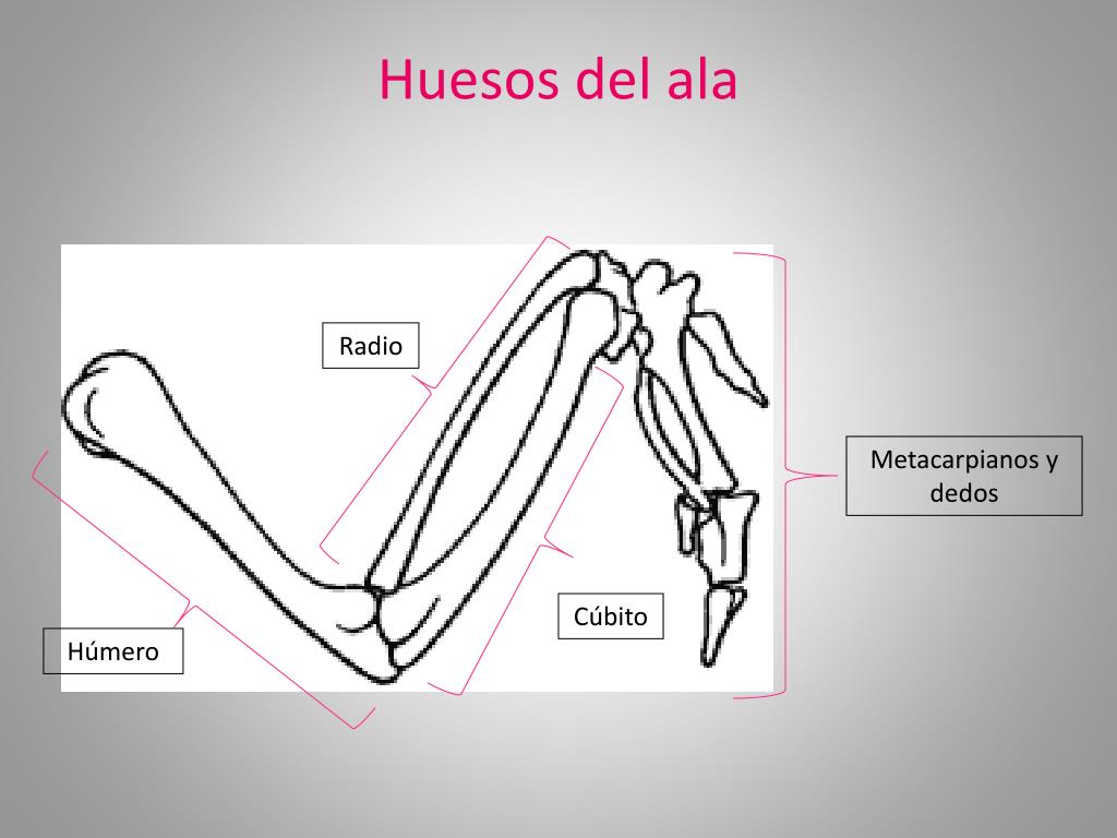 PPT - ANATOMÍA Y FISIOLOGÍA DE LAS AVES PowerPoint Presentation, free ... PPT - ANATOMÍA Y FISIOLOGÍA DE LAS AVES PowerPoint Presentation, free ...