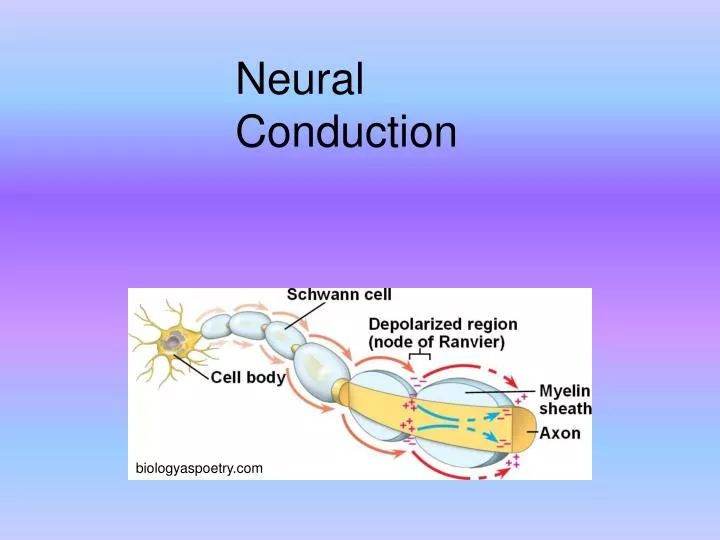 PPT - Neural Conduction PowerPoint Presentation, free download - ID:5614889