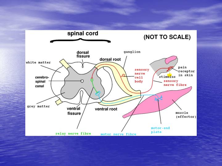 PPT - Reflex Arc PowerPoint Presentation - ID:5615037