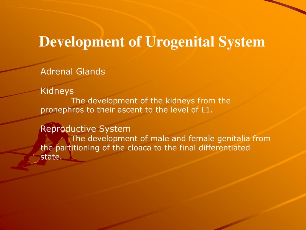 Ppt Comparative Anatomy Urogenital System Powerpoint