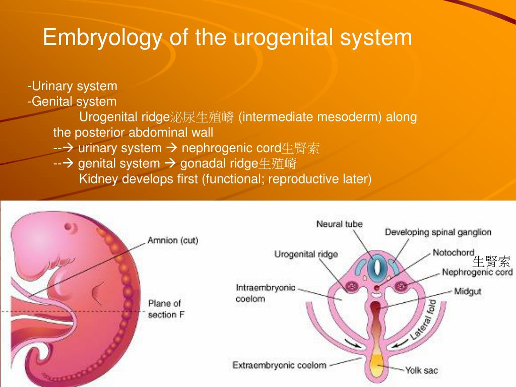 Ppt Development Of Urogenital System Powerpoint Presentation Free