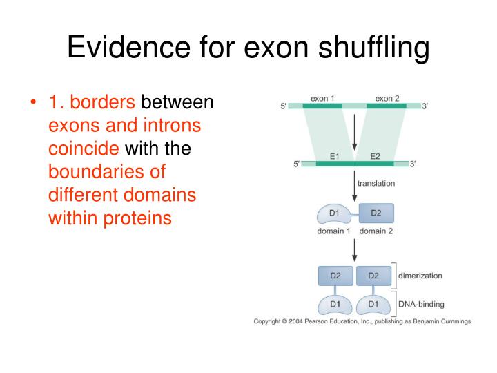 PPT - RNA Splicing PowerPoint Presentation - ID:5615831