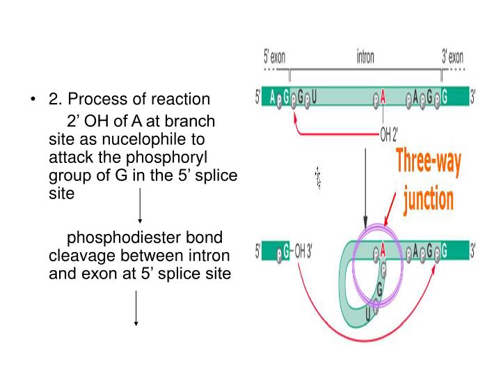 PPT - RNA Splicing PowerPoint Presentation - ID:5615831