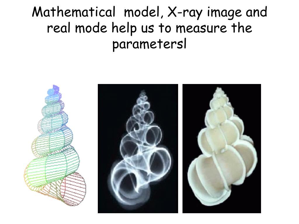 Ppt Adaptive Or Functional Morphology Autecology Powerpoint